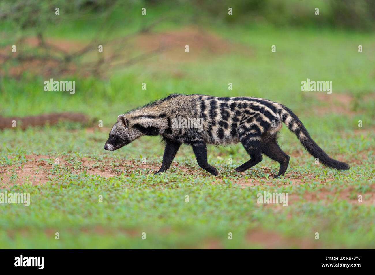 African civet civettictis civetta hi-res stock photography and images ...
