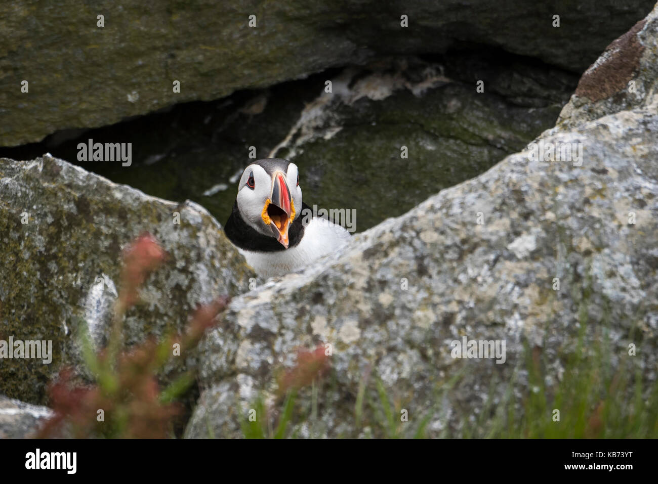 Atlantic Puffin (Fratercula arctica) peep through between the rocks ...