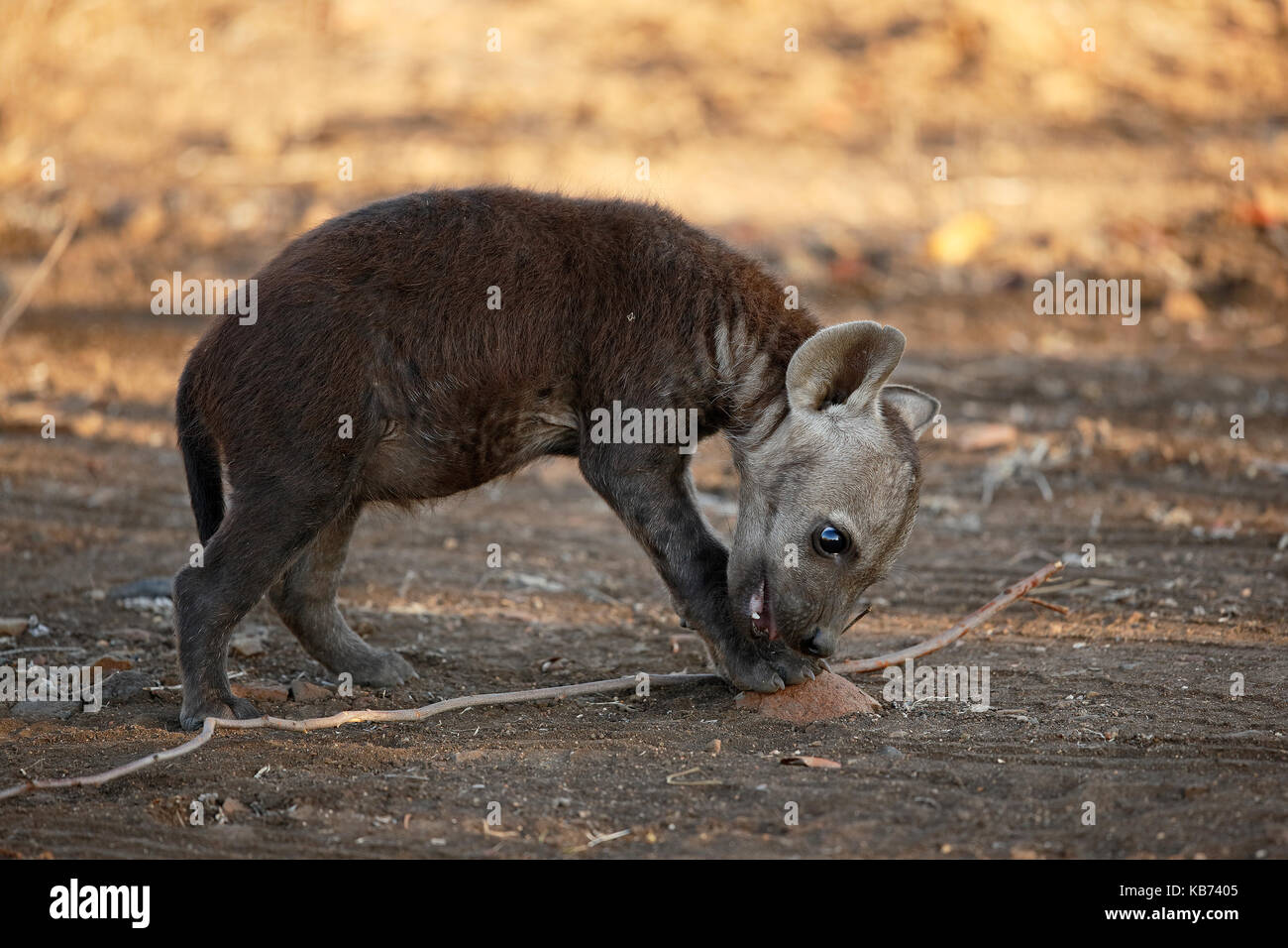 Chewing stick hi-res stock photography and images - Alamy