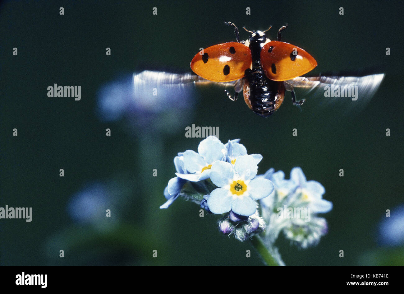 Ladybird flying from flower hi-res stock photography and images - Alamy