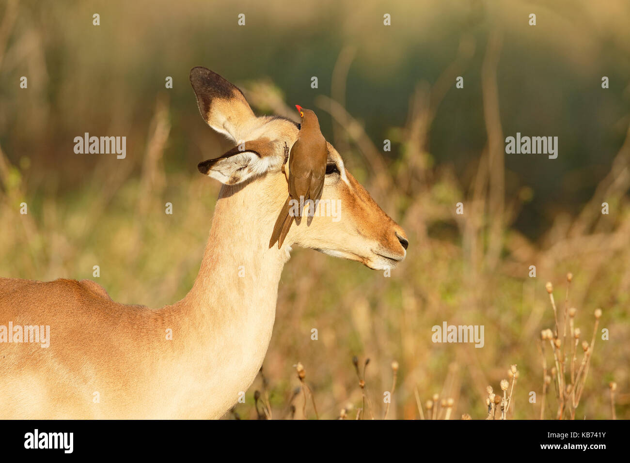 Impala (Aepyceros melampus) female with Red-billed Oxpecker (Buphagus ...