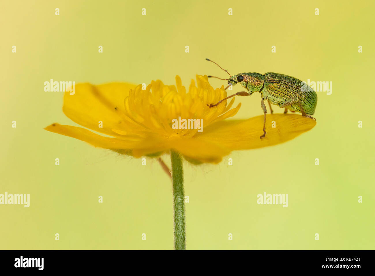 Unidentified Weevil (Phyllobius sp) on Meadow buttercup (Ranunculus ...