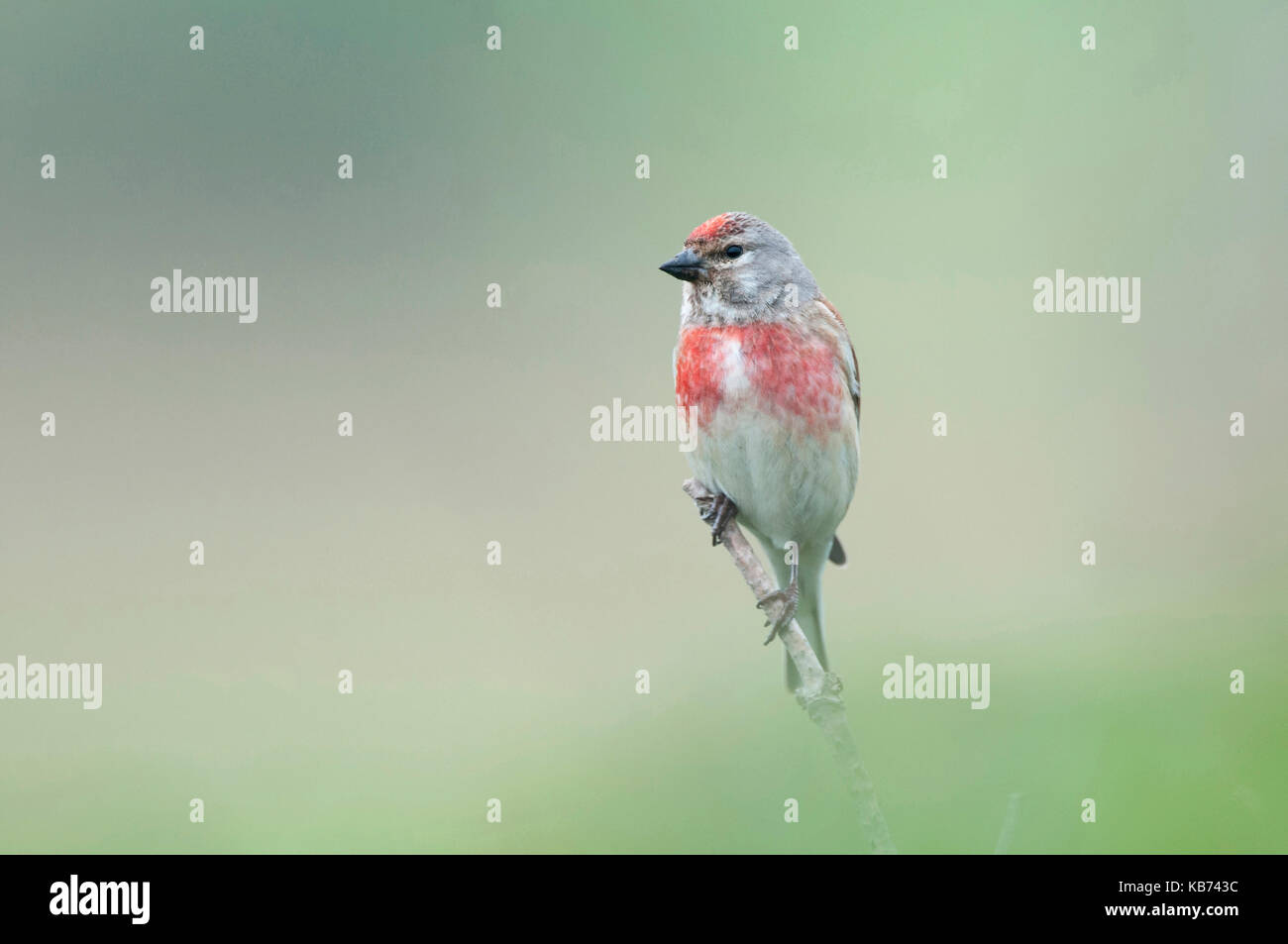 Male Common Linnet (Linaria cannabina) with vivid red summer colors ...