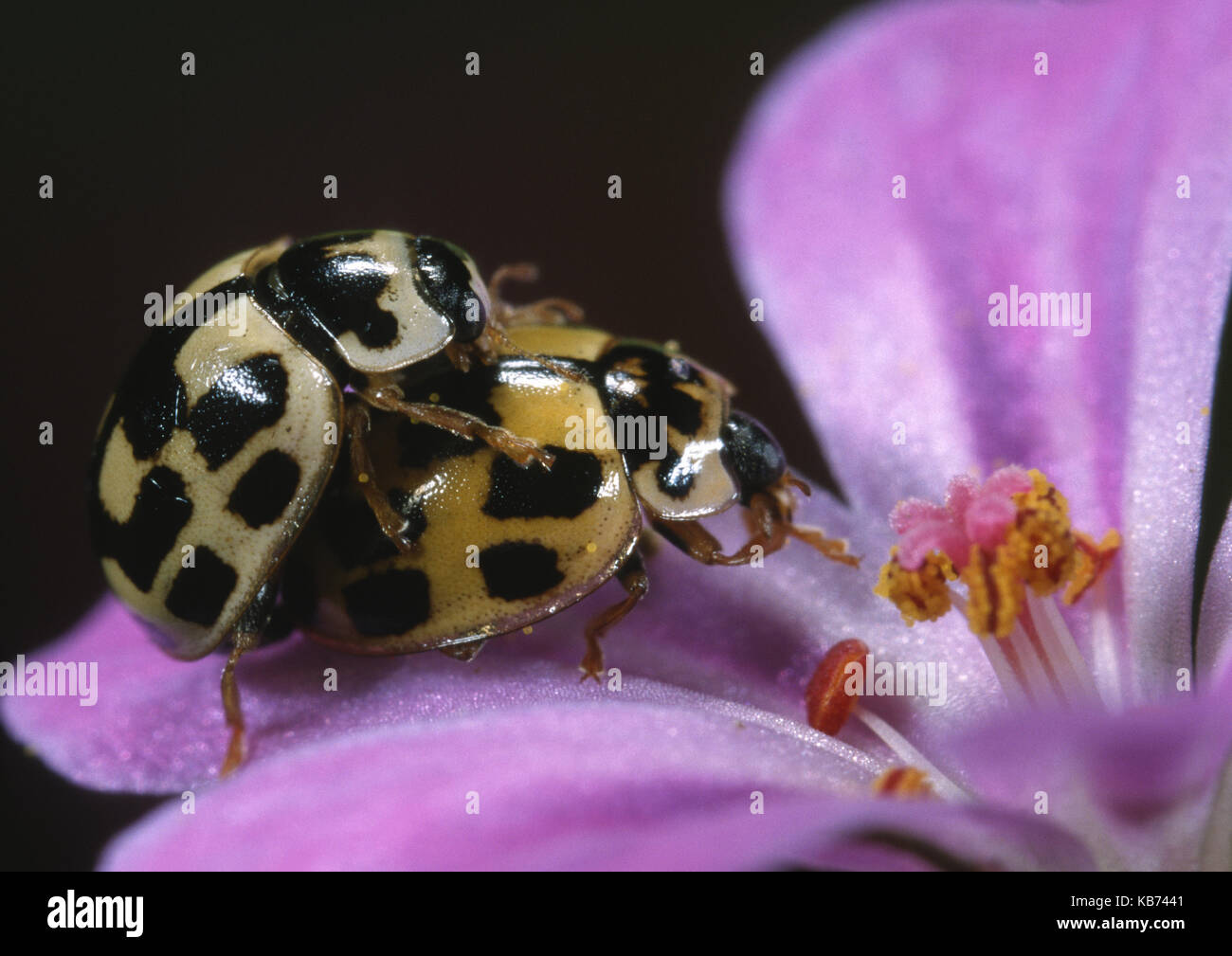 Fourteen-spot Ladybird (Propylea quatuordecimpunctata) couple mating on ...