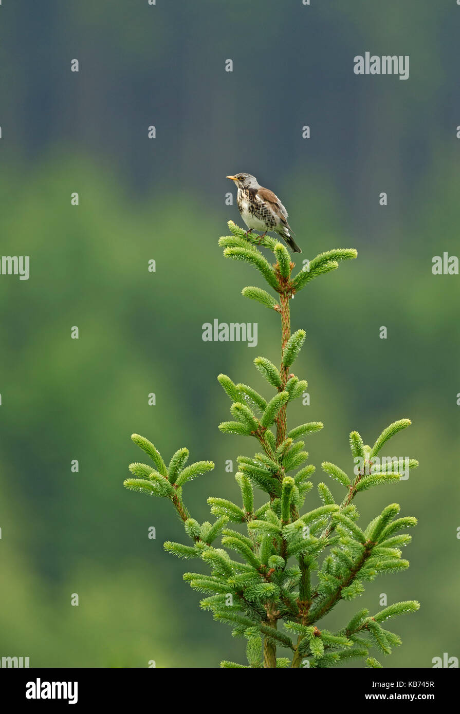 Fieldfare (Turdus pilaris) sitting on a Spruce (Picea sp) is normaly a ...