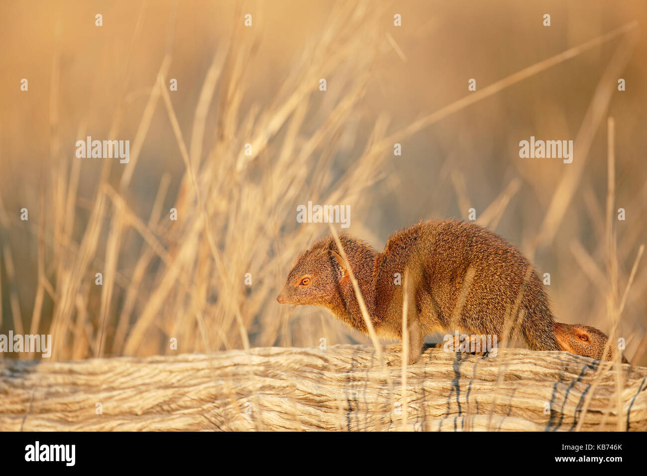 Slender Mongoose (Galerella sanguine) sitting on a dead tree, warming ...