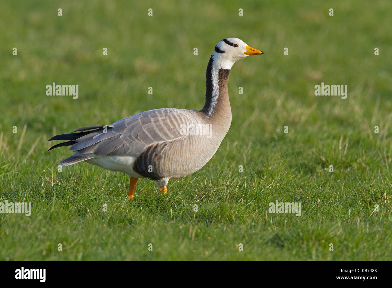 Bar-headed Goose (Anser indicus) male standing on meadow, The ...