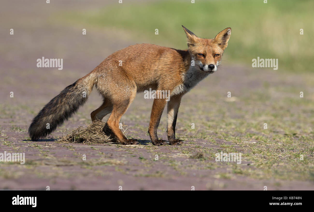 Red Fox (vulpes vulpes) is leaving a scent mark, The Netherlands ...