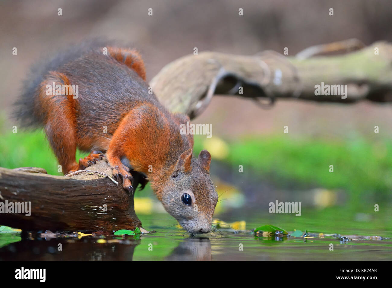 Red Squirrel (Sciurus vulgaris) drinking from a forest pond, The ...
