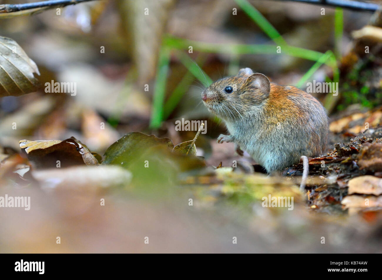 Common Vole (Microtus arvalis) in the forest, The Netherlands ...