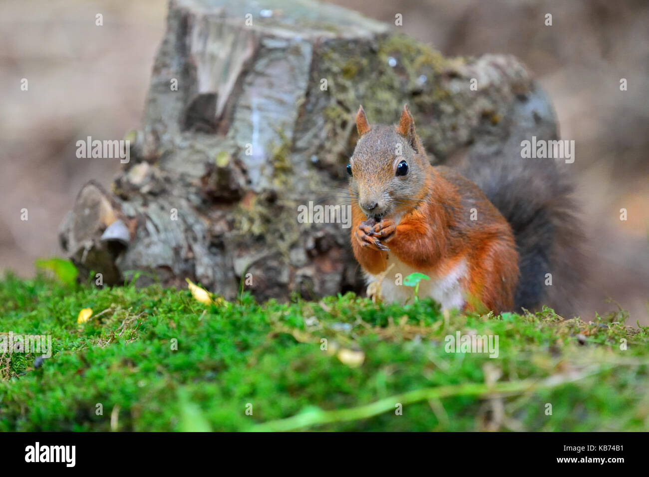 Red Squirrel (Sciurus vulgaris) on the forest floor, The Netherlands ...