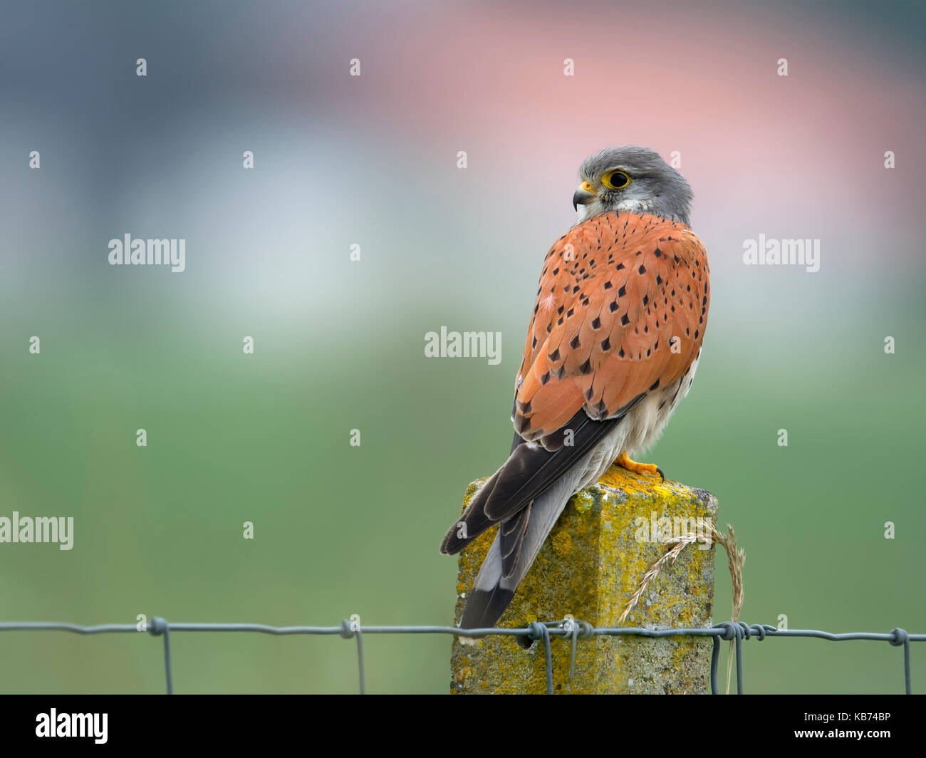 Back view kestrel hi-res stock photography and images - Alamy