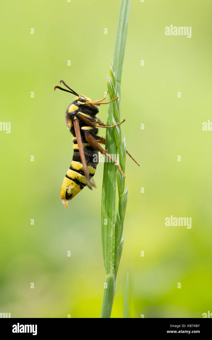 Hornet Moth (Sesia apiformis) sitting on blade of grass, The ...