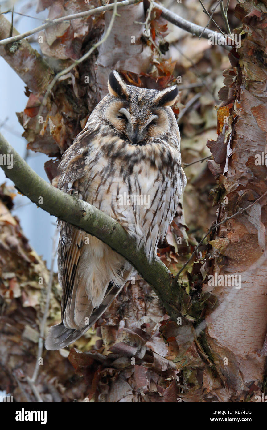 Long-eared Owl (Asio otus) roosting in a tree during daytime, The ...