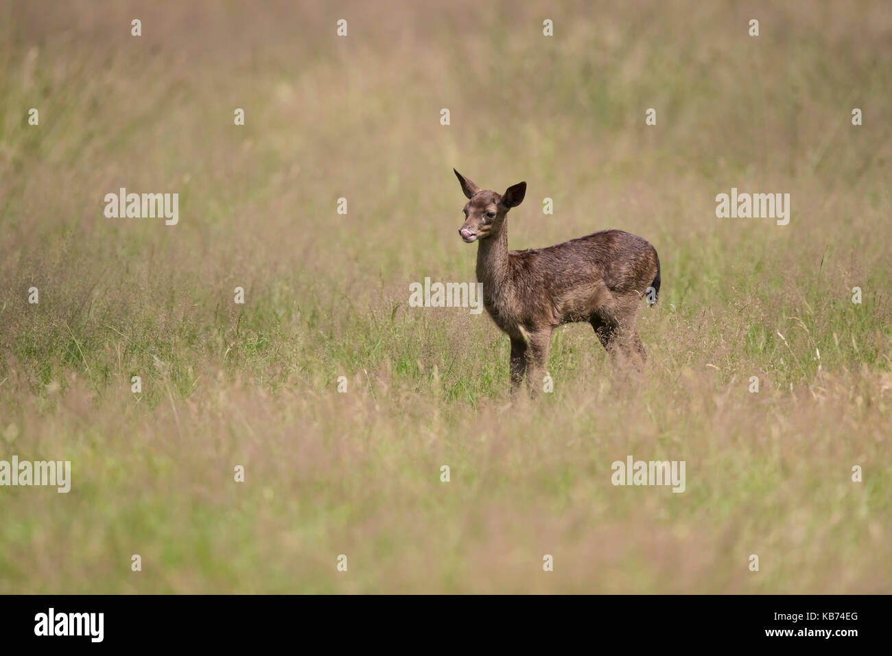 Fallow Deer calf (Dama dama) cleaning it's snout after drinking milk ...