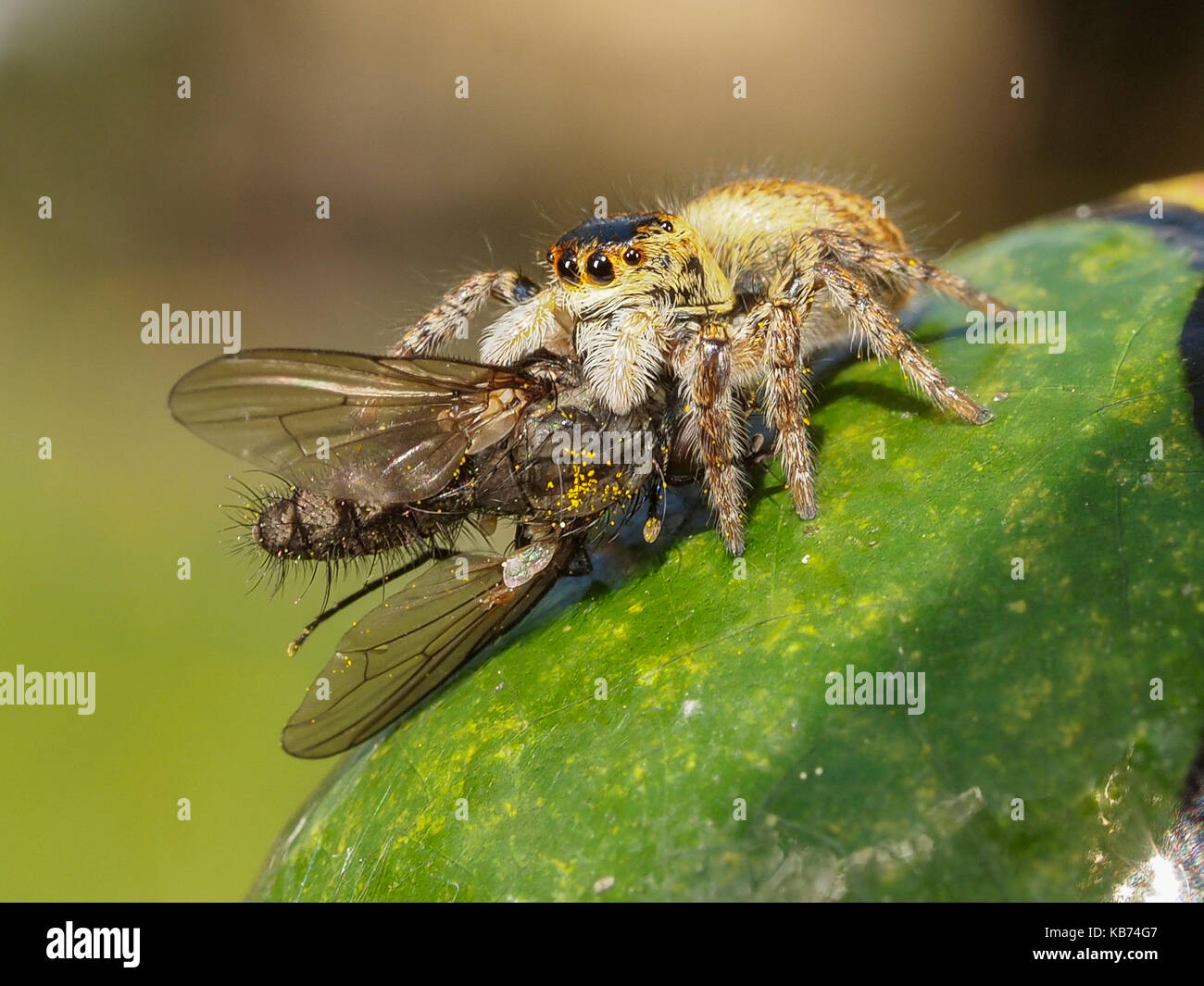 Spider side view hi-res stock photography and images - Alamy