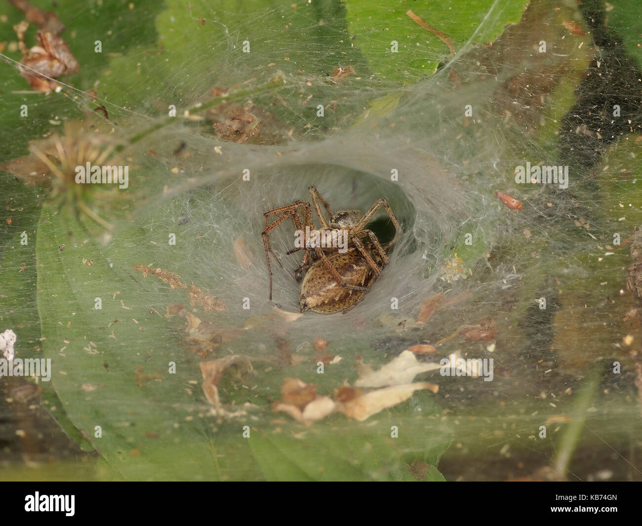 Funnel-web Spider (Histopona torpida) in its web with a prey, France ...