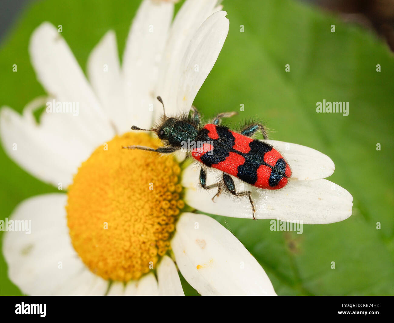 Checkered Beetle (Trichodes alvearius) close-up, France Stock Photo - Alamy