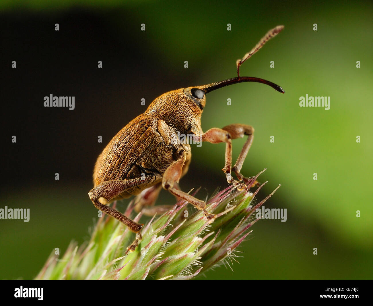 Nut Weevil (Curculio nucum) on a plant, France Stock Photo - Alamy