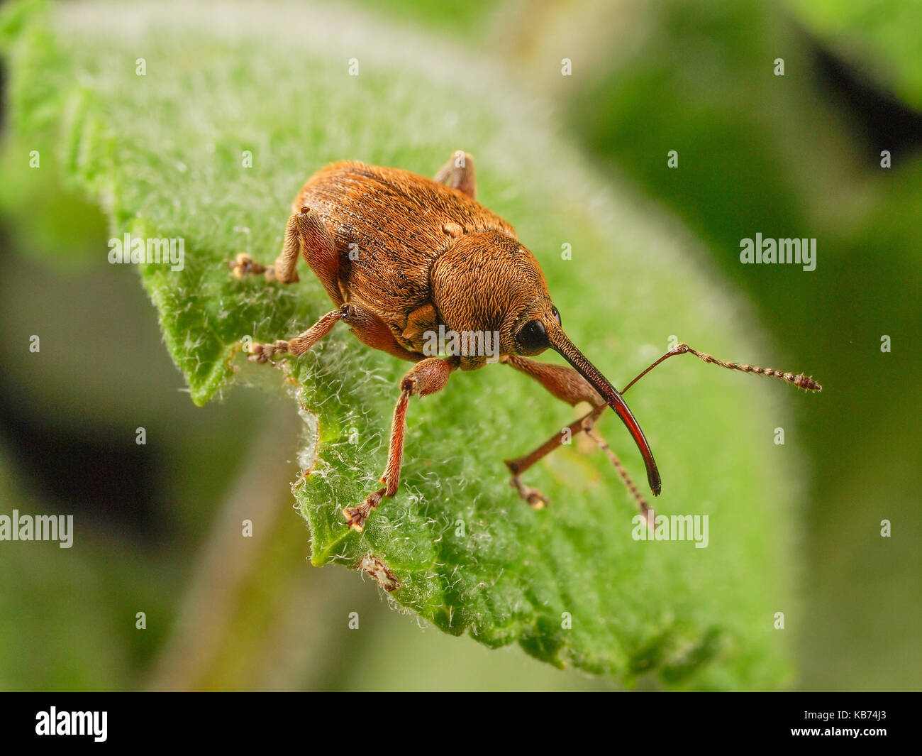 Curculio Nucum High Resolution Stock Photography and Images - Alamy