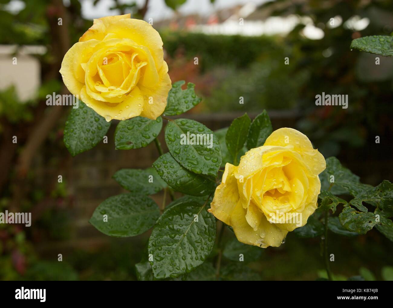 Raindrops on roses Stock Photo - Alamy