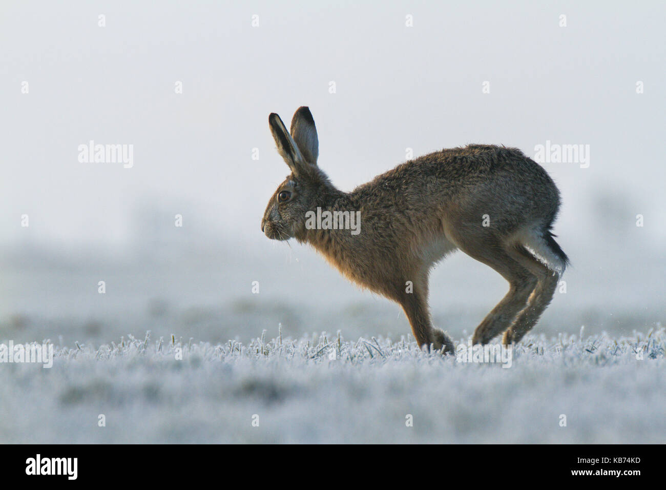 European Hare (Lepus europaeus) running on grass covered with snow, The ...