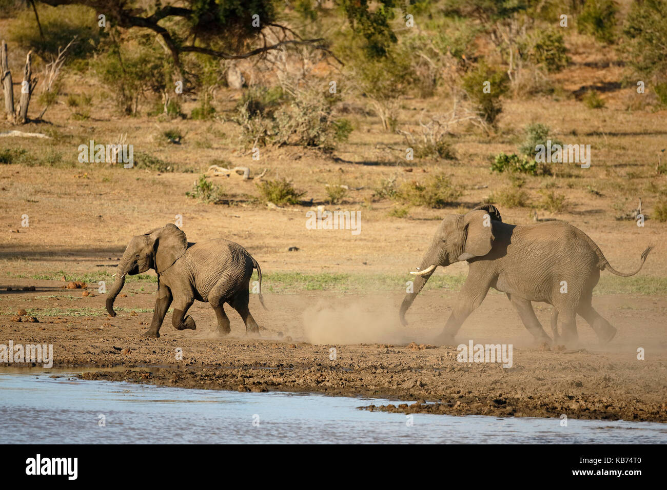 African Elephants (Loxodonta africana) chasing each other, South Africa ...