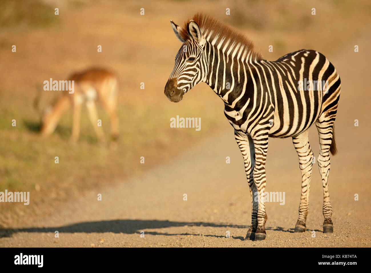 Impala foal hi-res stock photography and images - Alamy