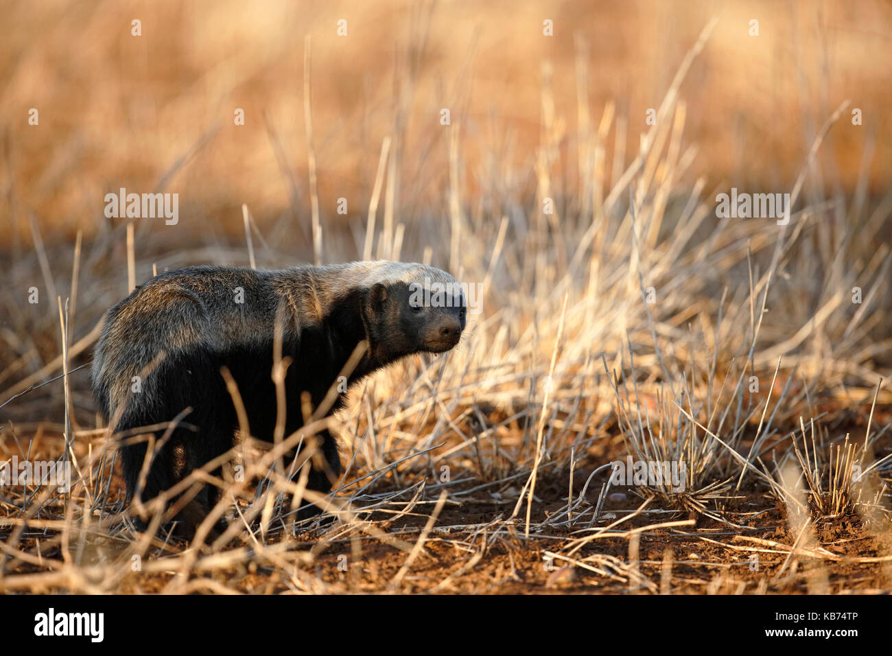 Honey Badger (Mellivora capensis) foraging, South Africa, Mpumalanga ...