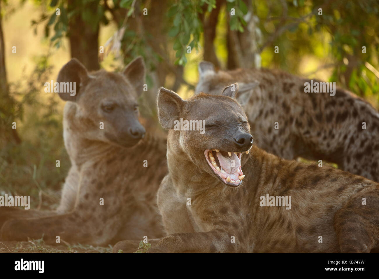 Spotted hyena yawning hi-res stock photography and images - Alamy