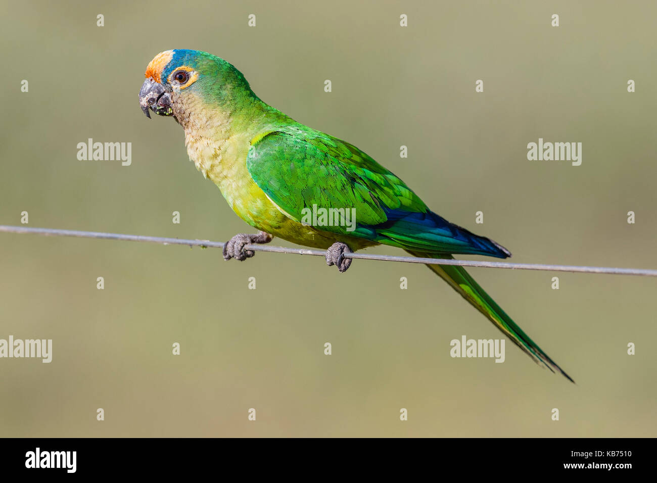 Peach-fronted Parakeet (Eupsittula aurea) on a wire, Brazil, Mato ...