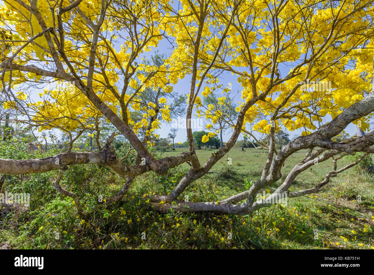 Cortez Tree (Tabebuia ochracea) flowering, Brazil, Mato Grosso ...
