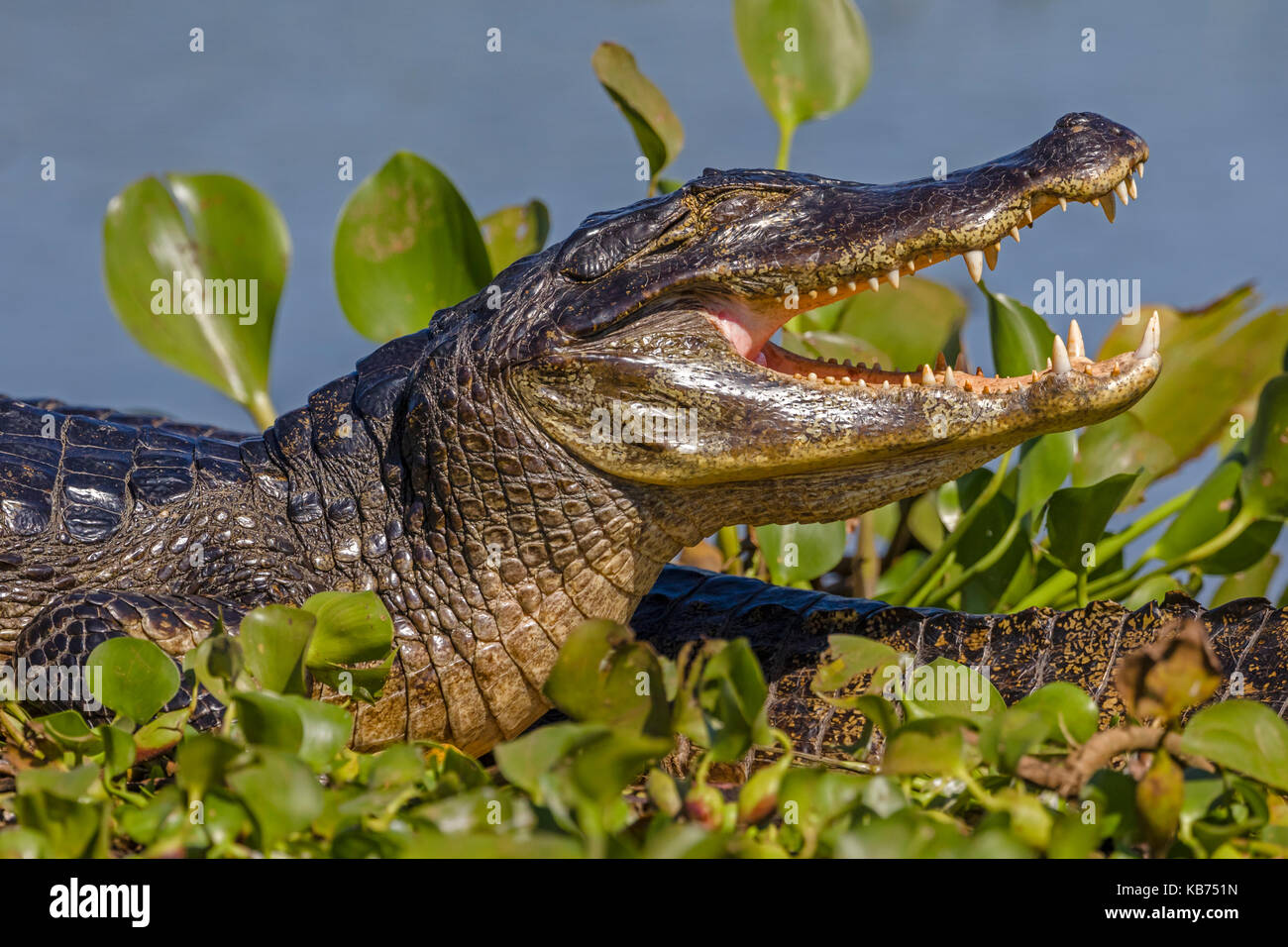 Caiman basking open mouth hi-res stock photography and images - Alamy