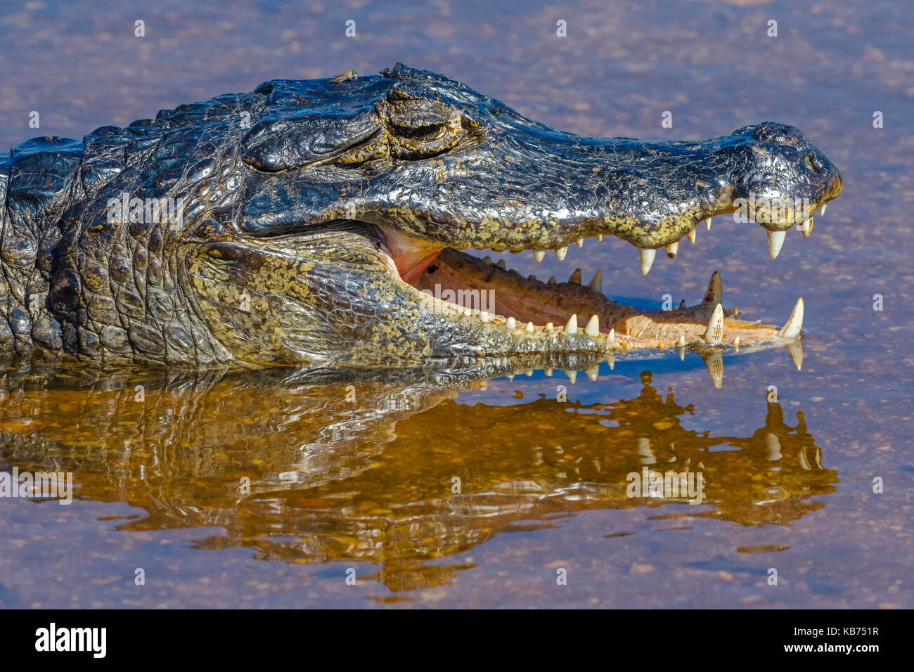 Caiman basking open mouth hi-res stock photography and images - Alamy