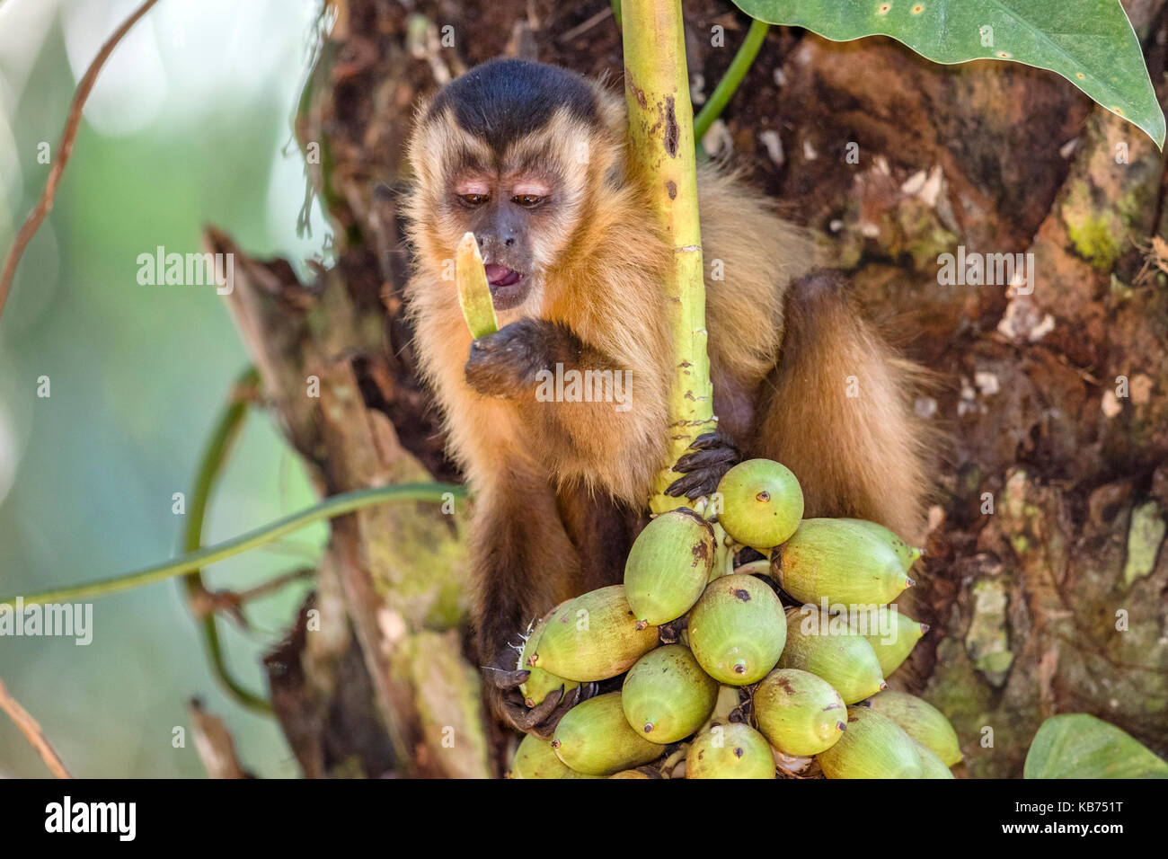 Black-striped Capuchin Monkey (Cebus libidinosus) in Motacu Palm Tree ...
