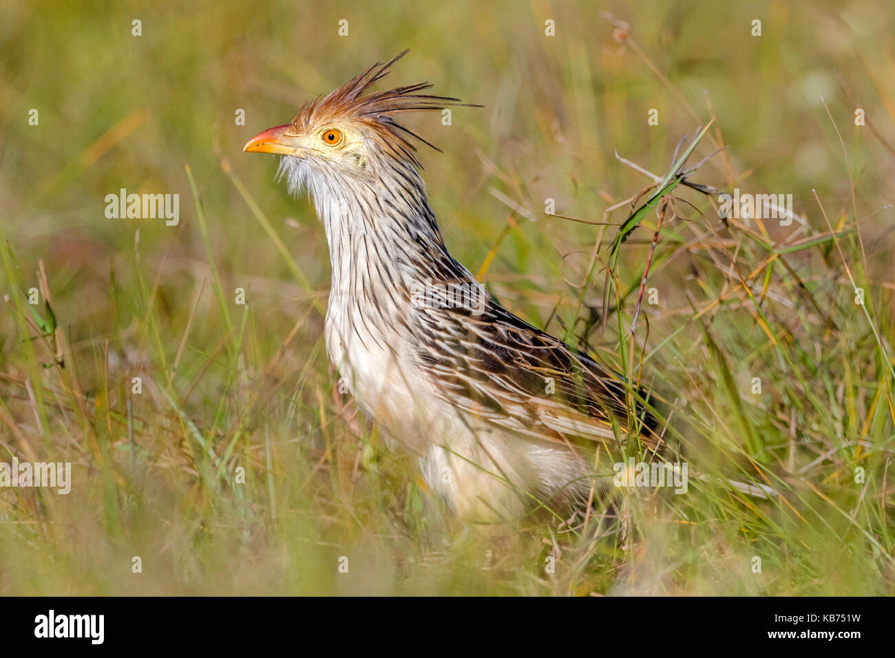 Guira Cuckoo (Guira guira) sitting in grassland, Brazil, Mato Grosso ...