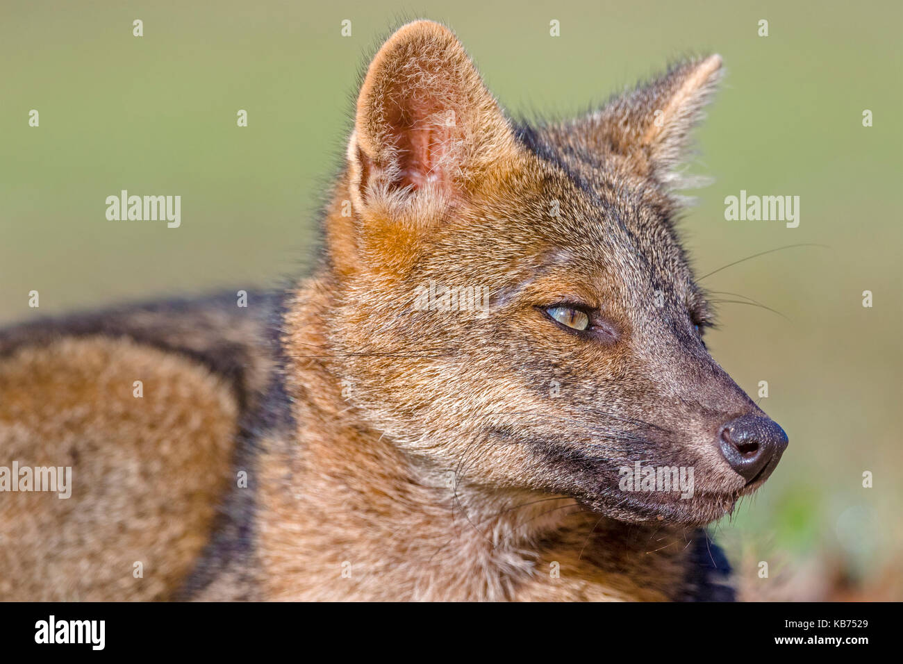 Crab-eating Fox (Cerdocyon thous) close-up portrait, Brazil, Mato ...