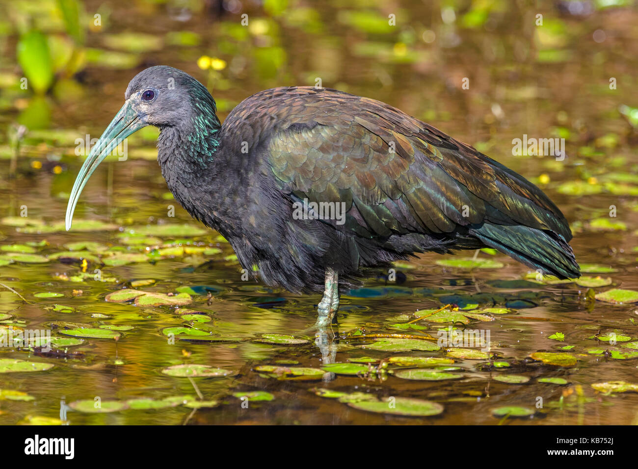 Green Ibis (Mesembrinibis cayennensis) foraging in shallow water ...