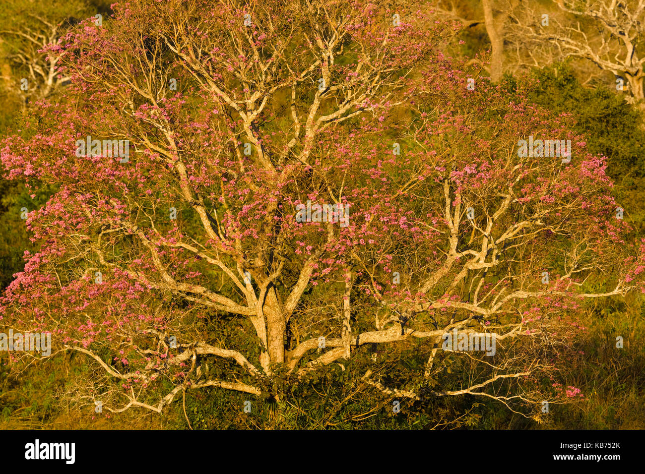 Pink Trumpet Tree (Tabebuia impetiginosa) in late afternoon light ...