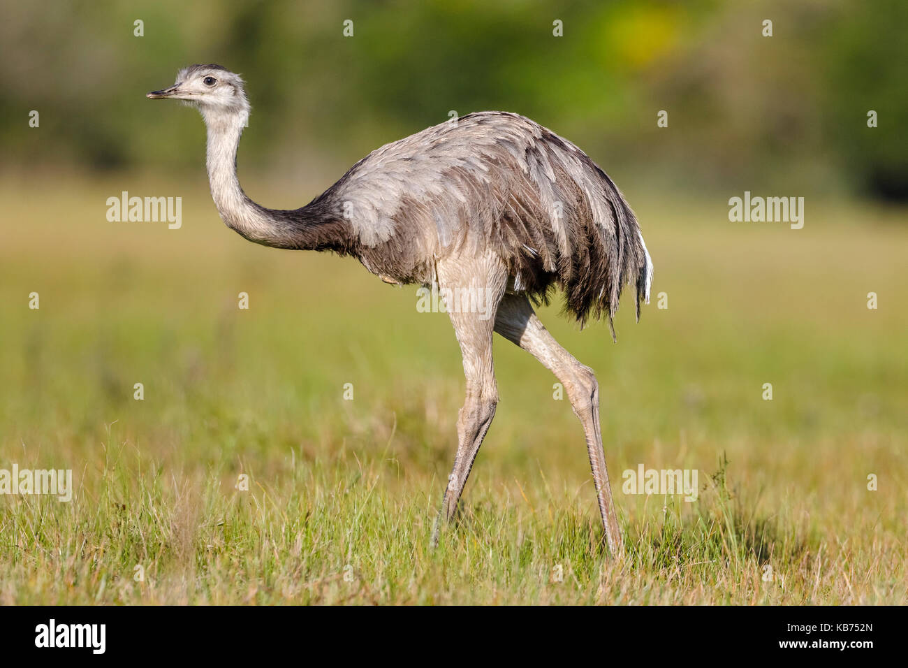 Greater Rhea (Rhea americana) walking in grassland, Brazil, Mato Grosso, Pantanal Stock Photo ...