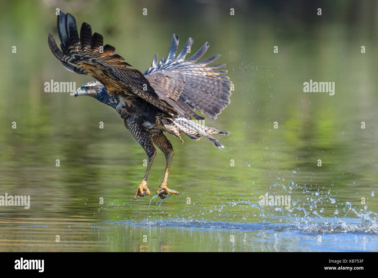 Animal water splash hi-res stock photography and images - Alamy