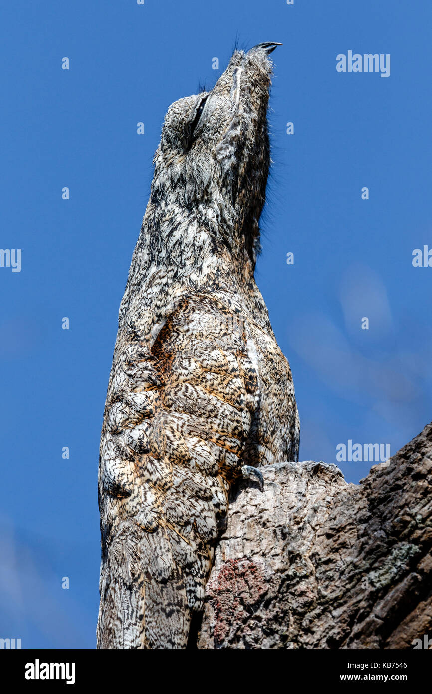 Great Potoo (Nyctibius grandis) portrait, Brazil, Mato Grosso, Pantanal ...