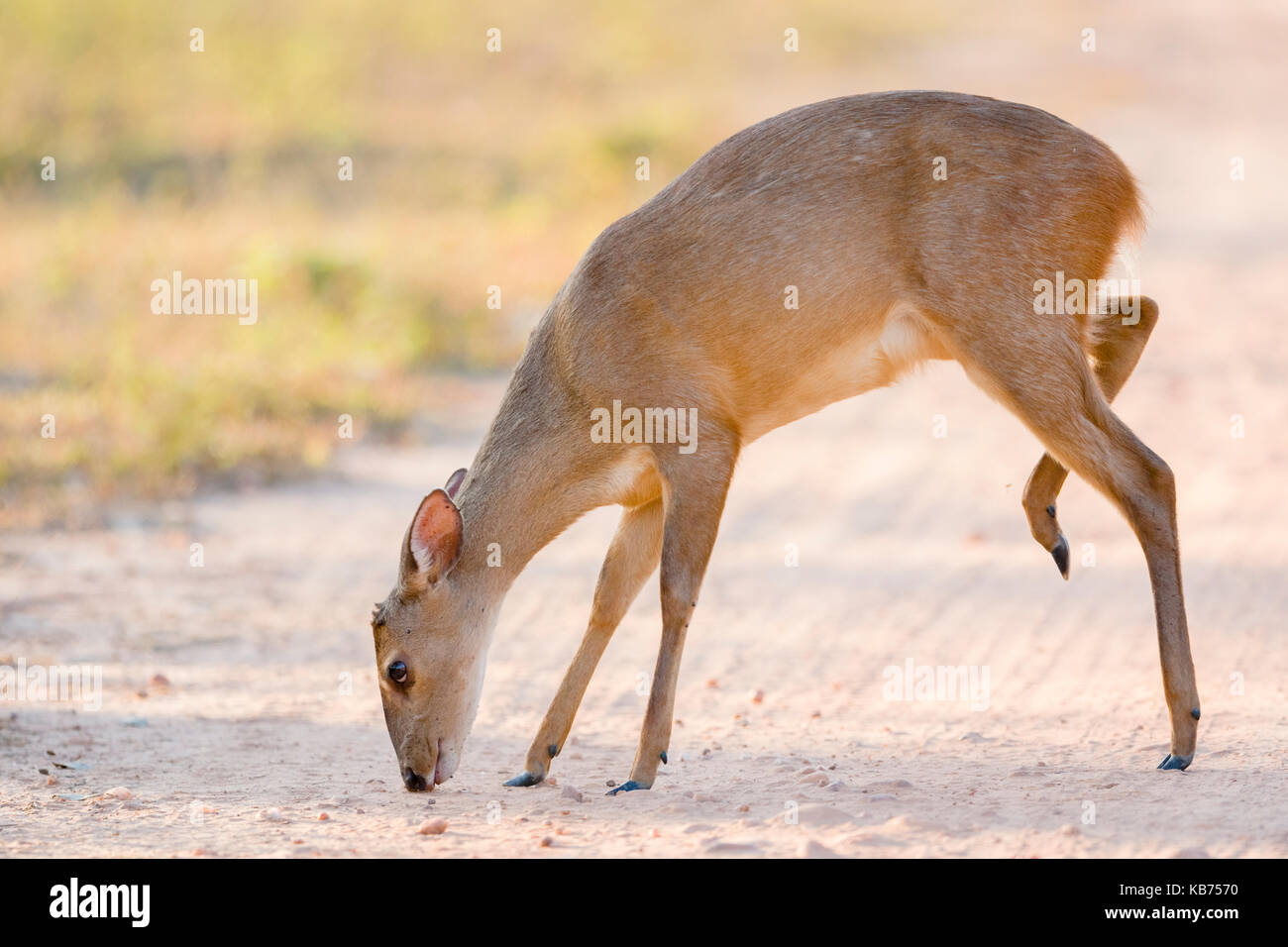 Gray brocket deer mazama gouazoubira hi-res stock photography and ...