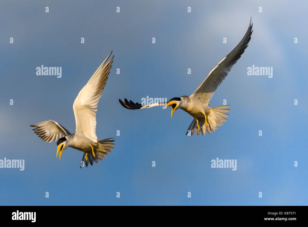 Pair of Large-billed Tern (Phaetusa simplex) displaying and calling in ...
