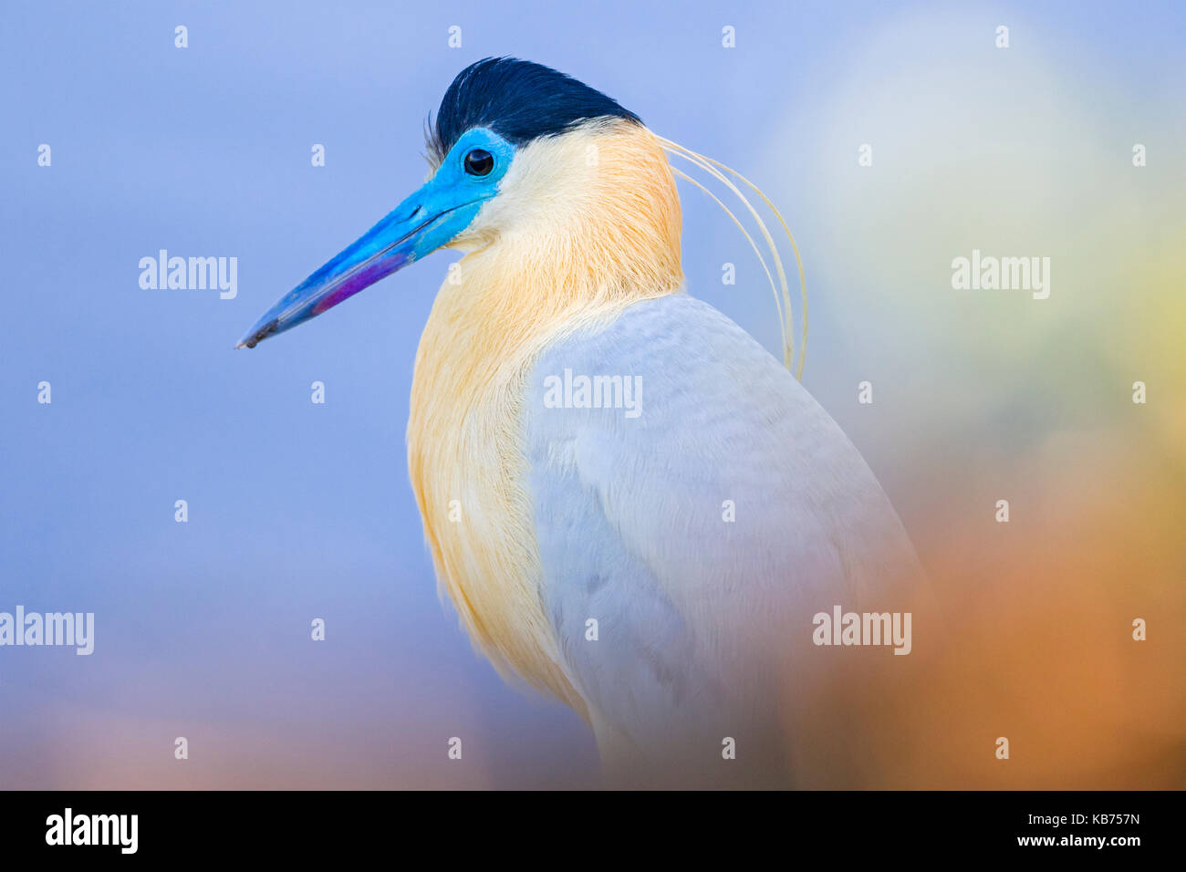 Portrait of adult Capped Heron (Pilherodius pileatus), Brazil, Mato ...