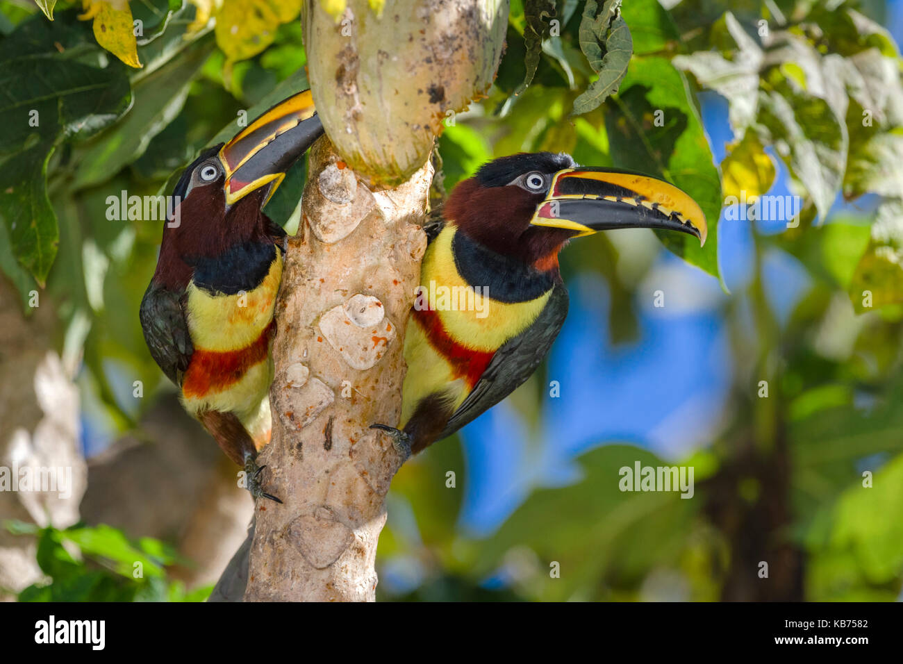 Chestnut-eared Aracaris (Pteroglossus castanotis) pair in a tree ...