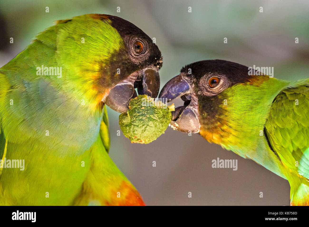 Black-hooded Parakeet (Aratinga nenday) pair fighting over a fruit ...