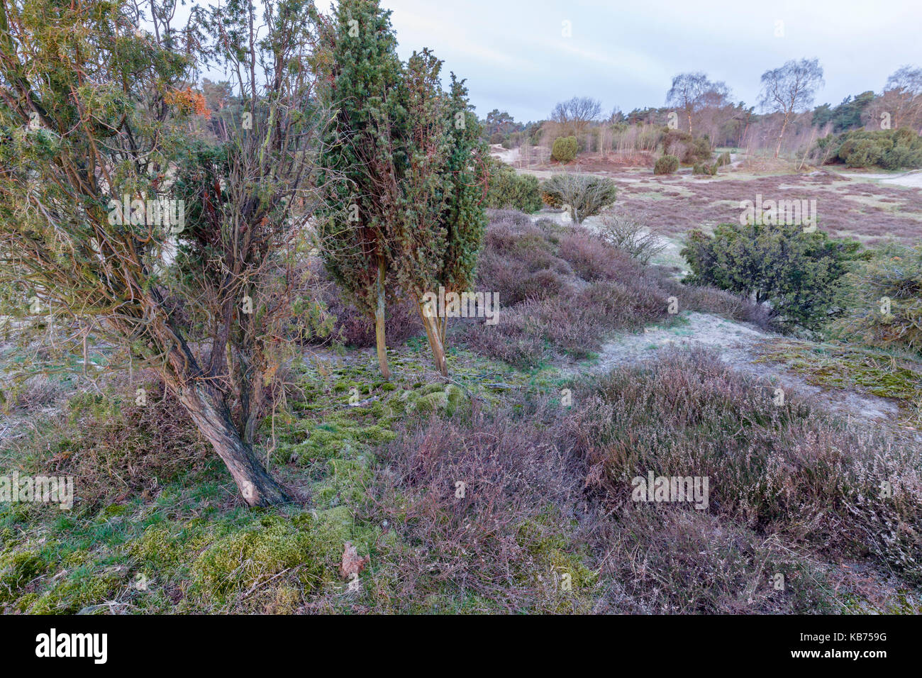 Dunes with Common Heath (Calluna vulgaris) and Common Juniper ...