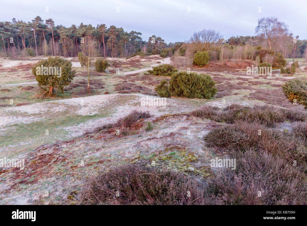 Dunes with Common Heath (Calluna vulgaris) and Common Juniper ...