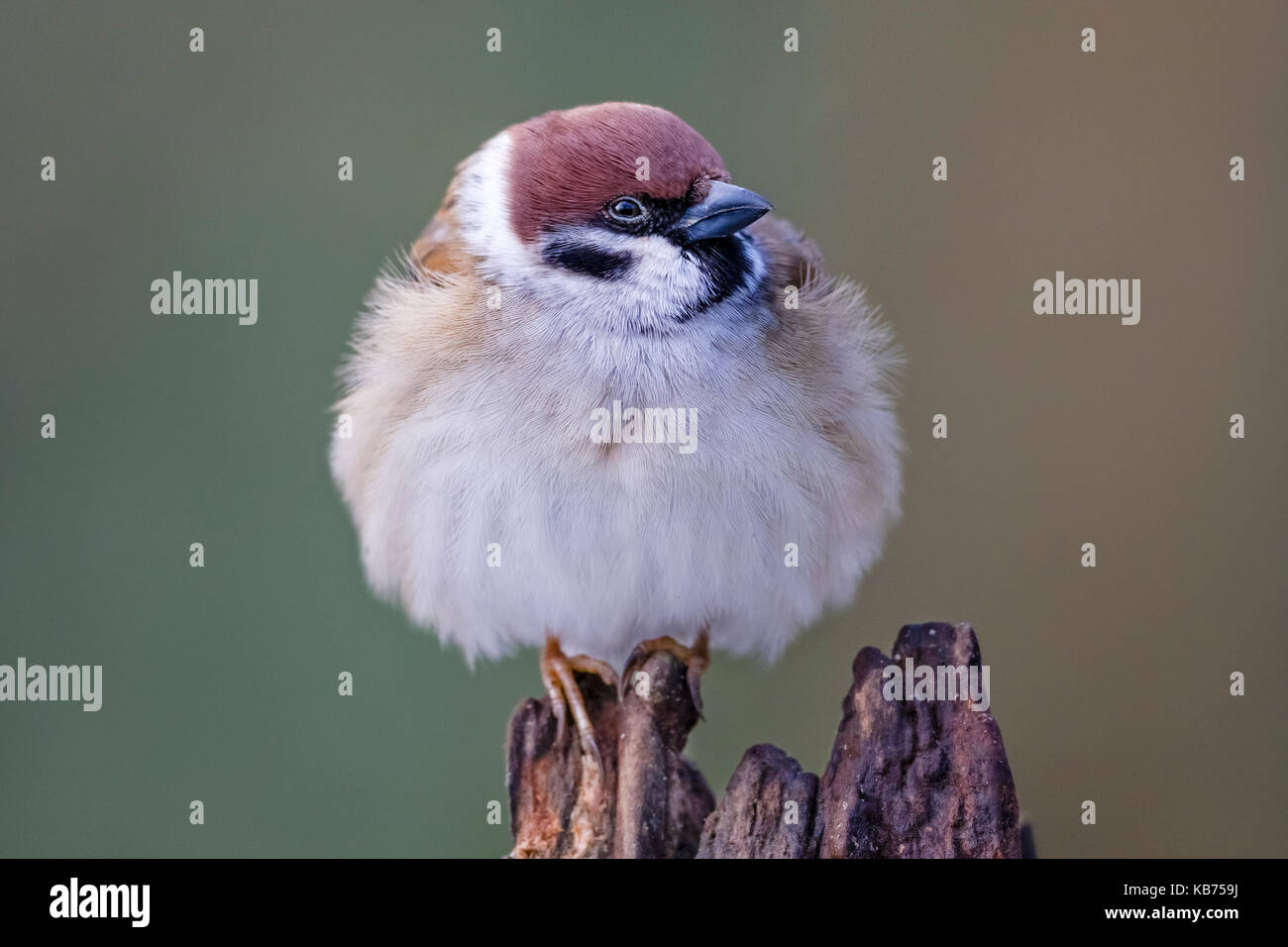 Eurasian Tree Sparrow (Passer montanus) portrait, The Netherlands ...